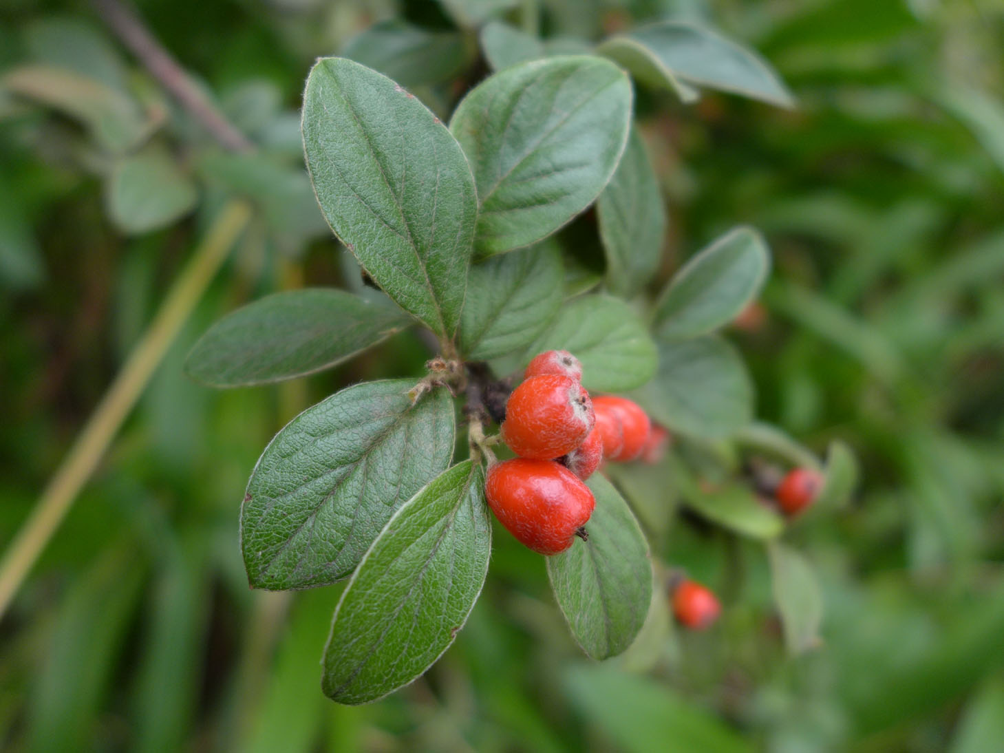 Fruit-eating animals spread invasive plants – Moa's Ark Research